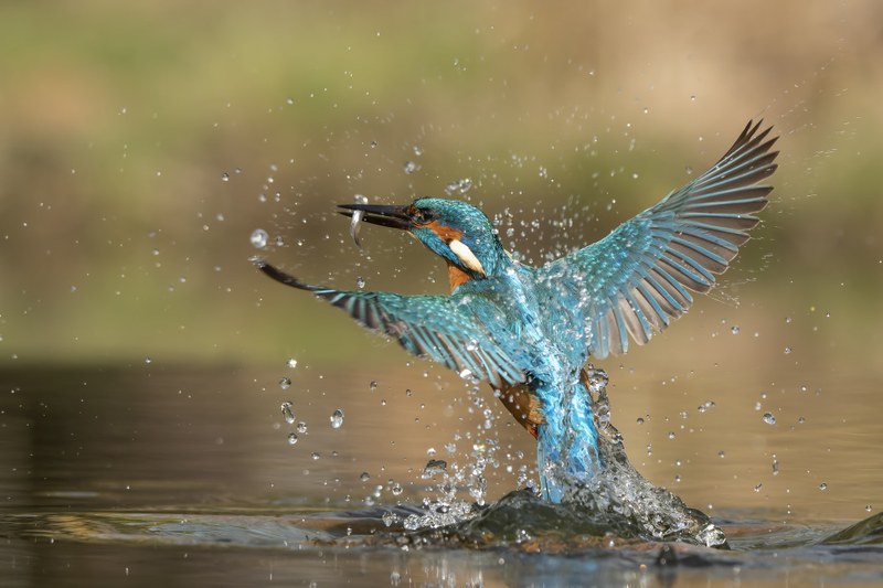 EEA Signals 2024 – Towards healthy and resilient waters in Europe ...