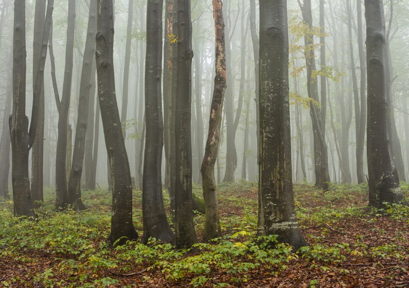 European forest ecosystems: key allies in sustainable development ...