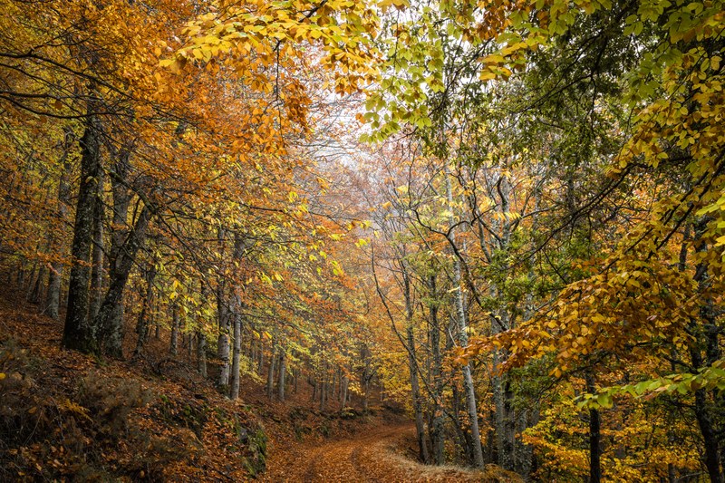 How are European forest ecosystems doing? | Publications | European ...