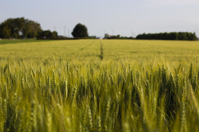 Mycotoxin exposure in a changing European climate | European ...