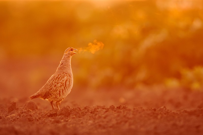 Vote now to pick winner of this year’s EEA Environment&Me photo ...
