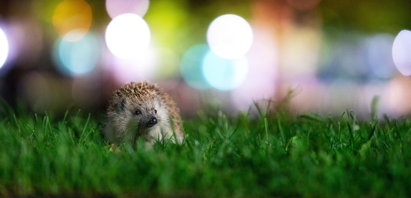 Winners announced for EEA’s 2024 Urban Treasures photo competition ...