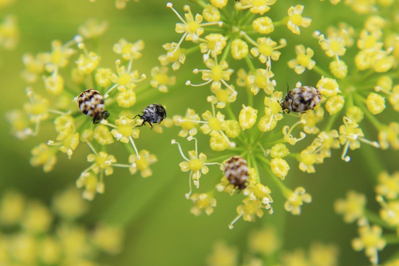 Nature | European Environment Agency's home page
