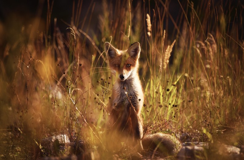 Nature protection and restoration | In-depth topics | European ...