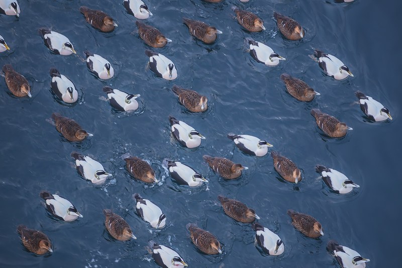 Species protection and conservation | Nature protection and restoration ...